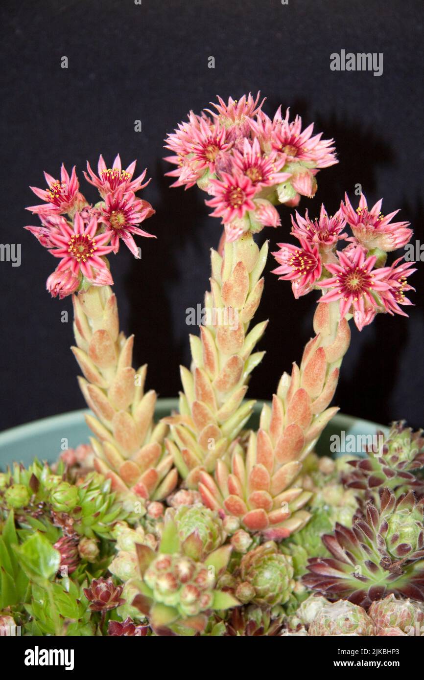 Mountain Houseleek Flower (sempervivum montanum) Blenheim Flower Show ...