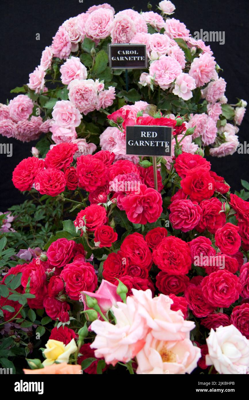 Roses (Rosa) Blenheim Flower Show 2022 Woodstock Oxfordshire England uk ...