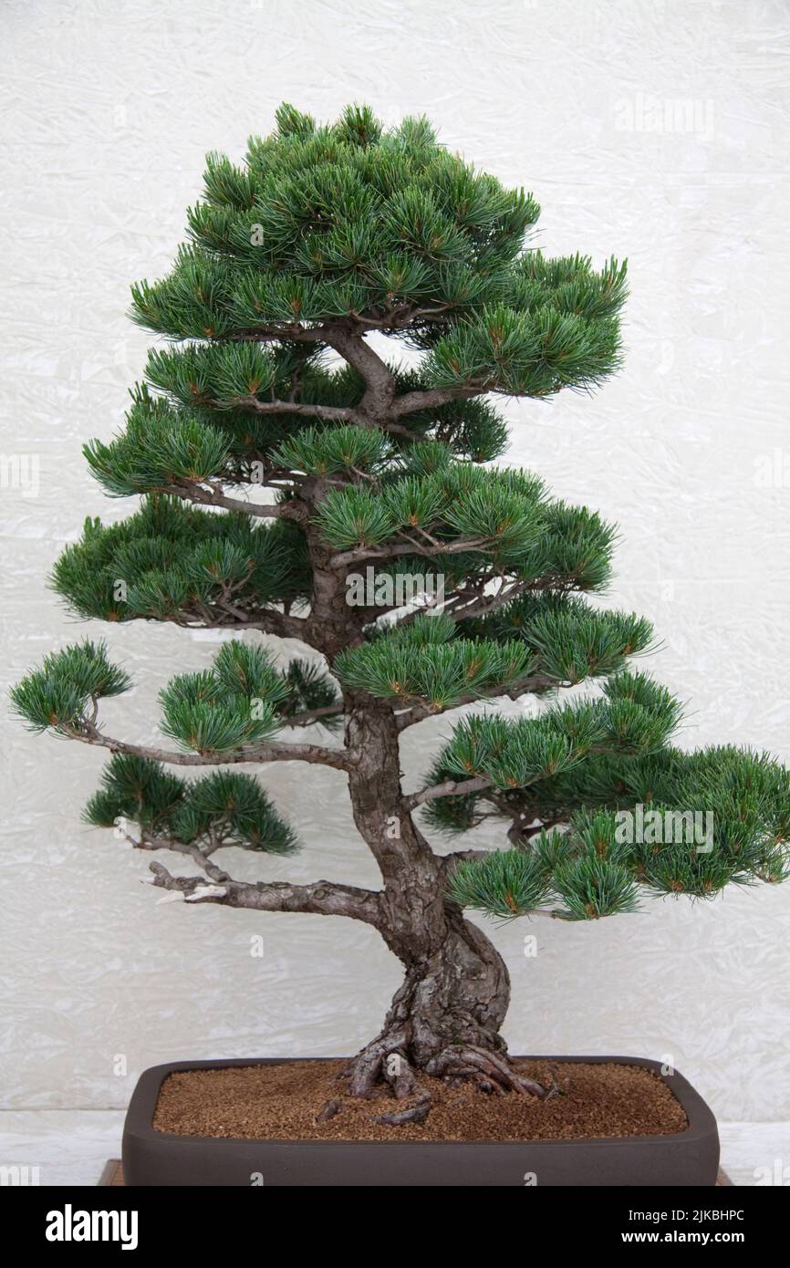 Bonsai Tree Blenheim Flower Show Woodstock Oxfordshire England uk 2022 ...