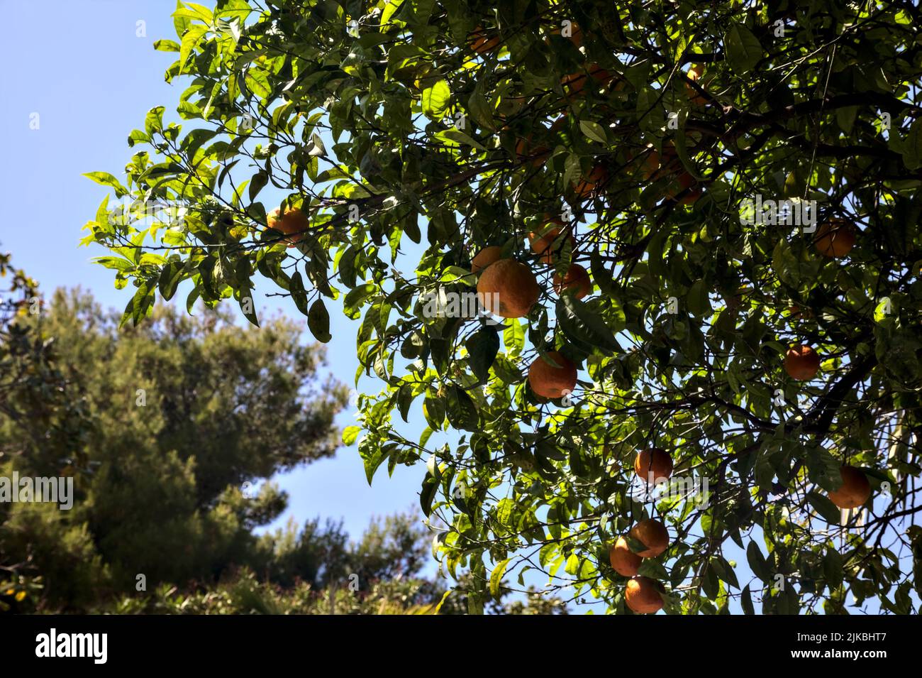 Orange tree top loaded with fruits on a clear sky as background Stock ...