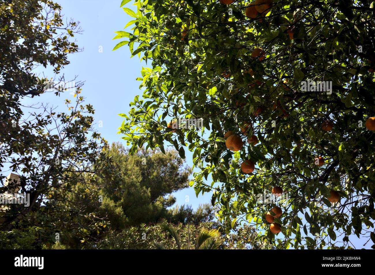 Orange tree top loaded with fruits on a clear sky as background Stock ...