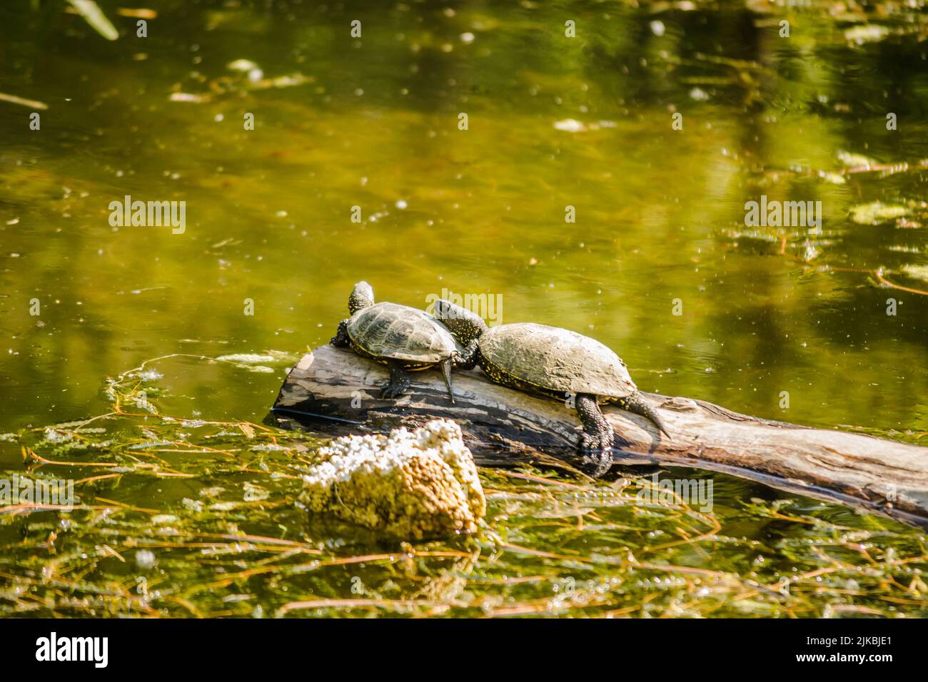Two pond turtles standing on a tree floating on the water and ...