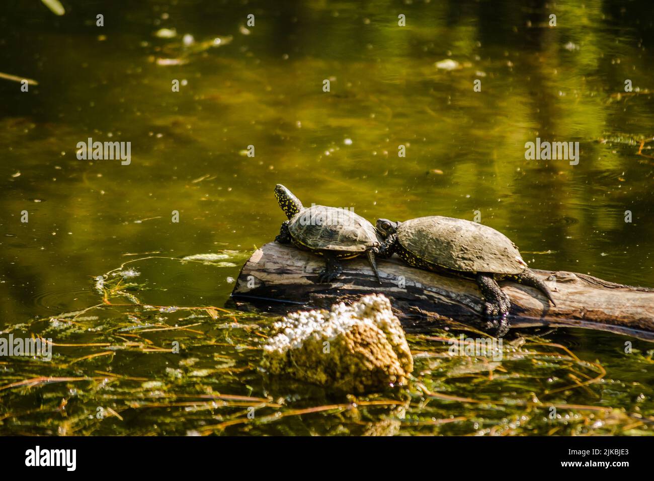 Two pond turtles standing on a tree floating on the water and ...
