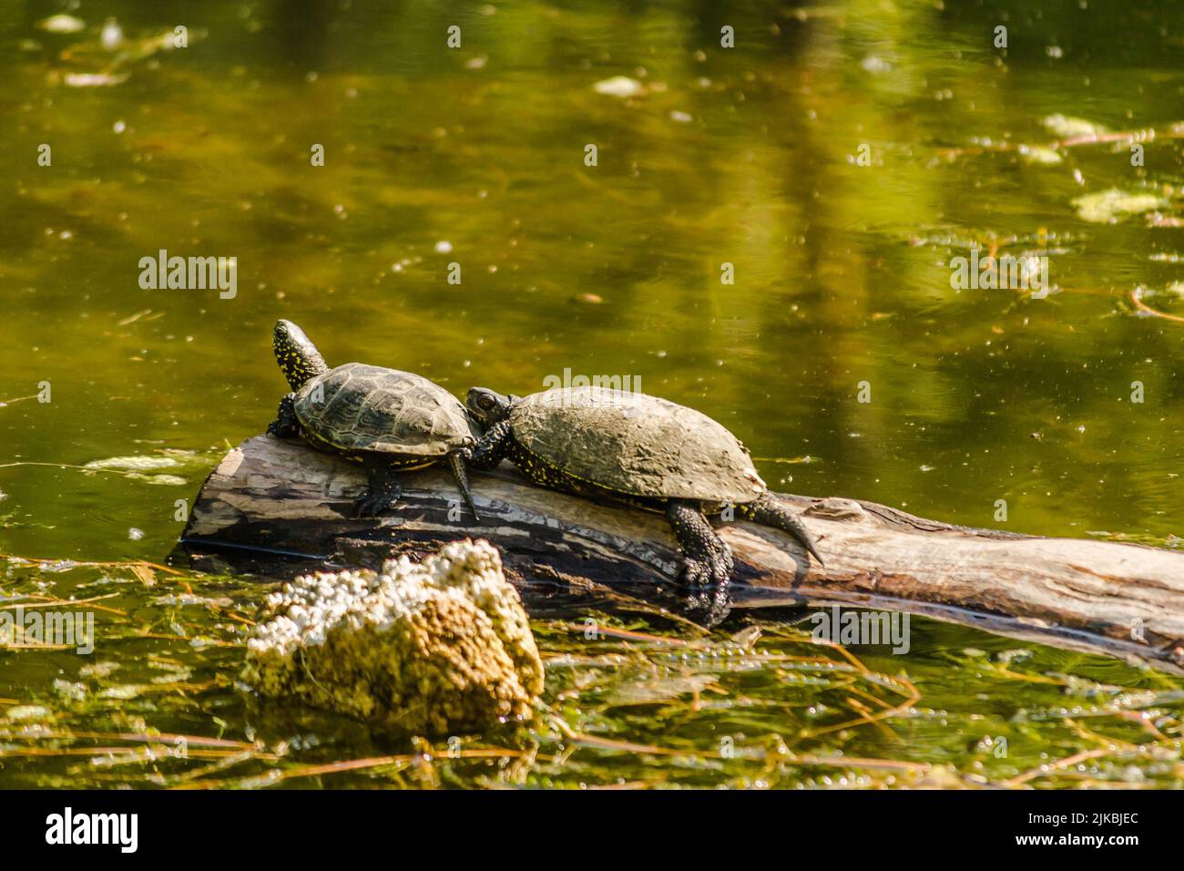 Turtle sunbathing on green grass hi-res stock photography and images ...