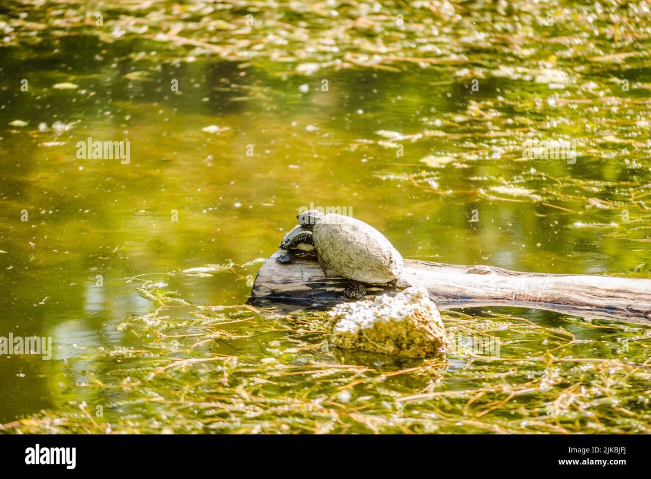 Two pond turtles standing on a tree floating on the water and ...