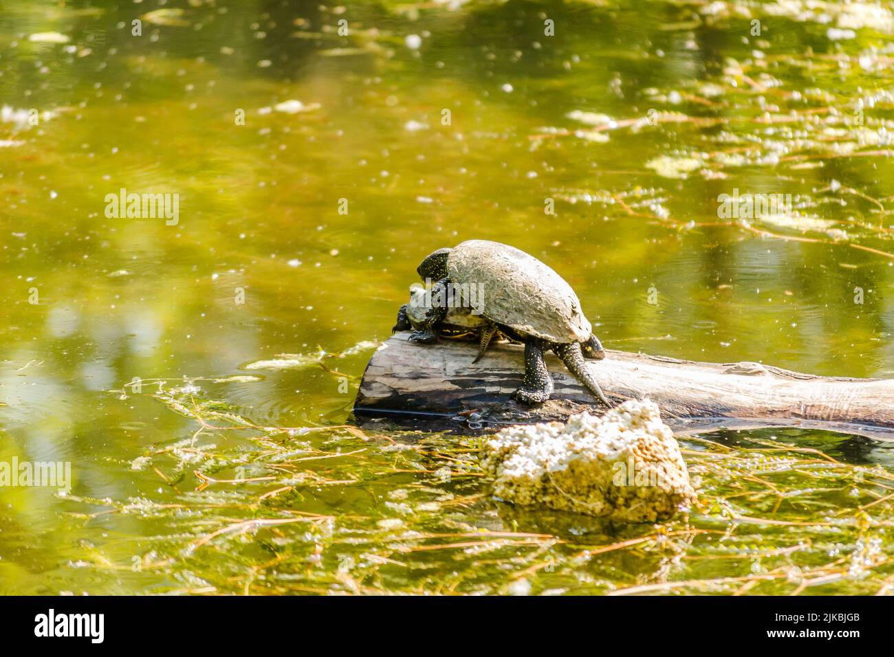Two pond turtles standing on a tree floating on the water and ...