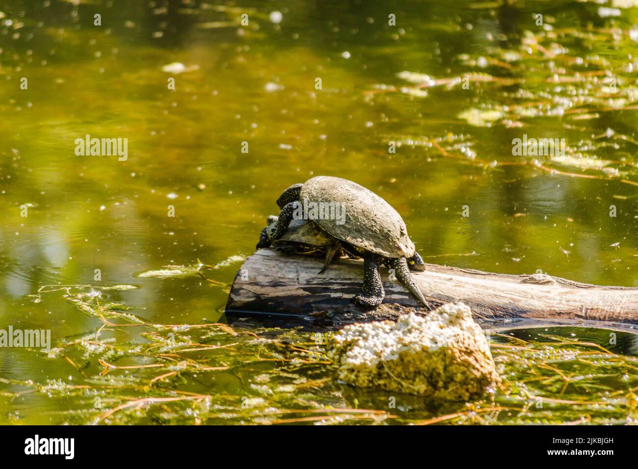 Two pond turtles standing on a tree floating on the water and ...