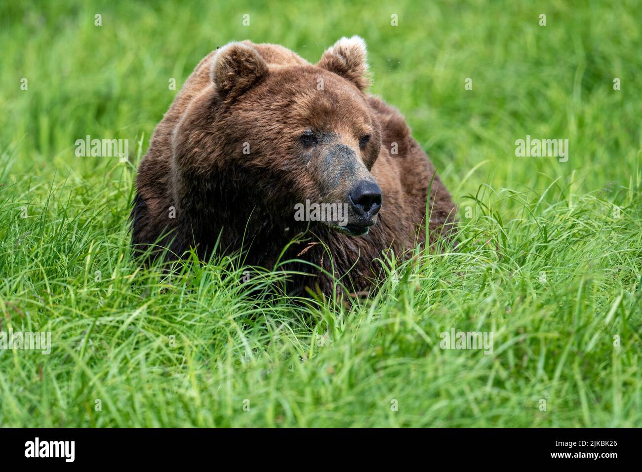 Alaskan brown bear feeding in McNeil River state game sanctuary and ...
