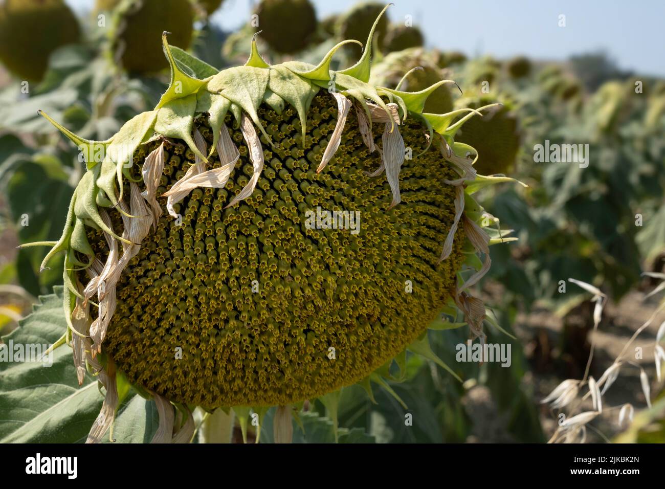 Withered sunflower field hi-res stock photography and images - Alamy