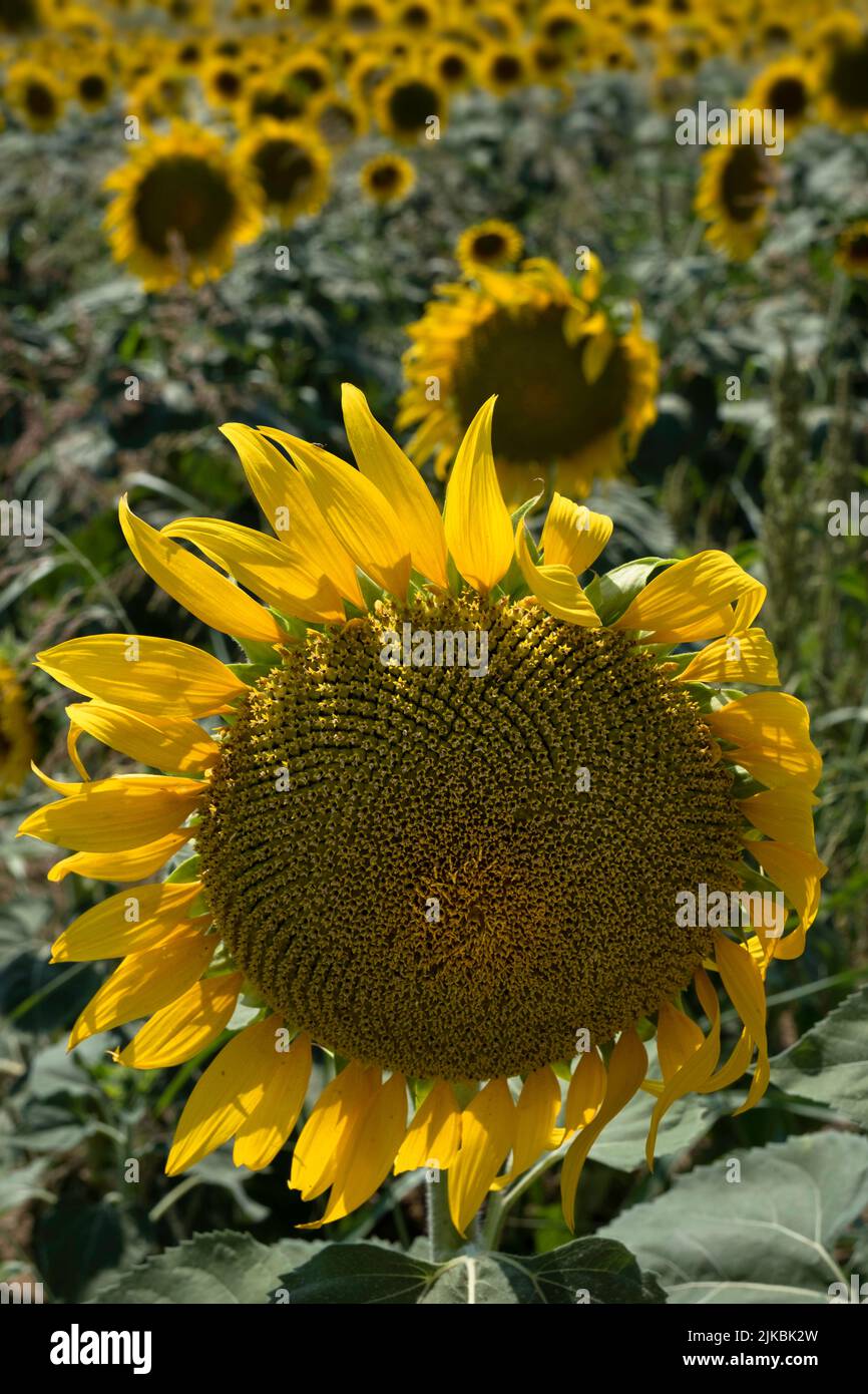Beautiful yellow sun flowers on sun flower field background, the petals ...