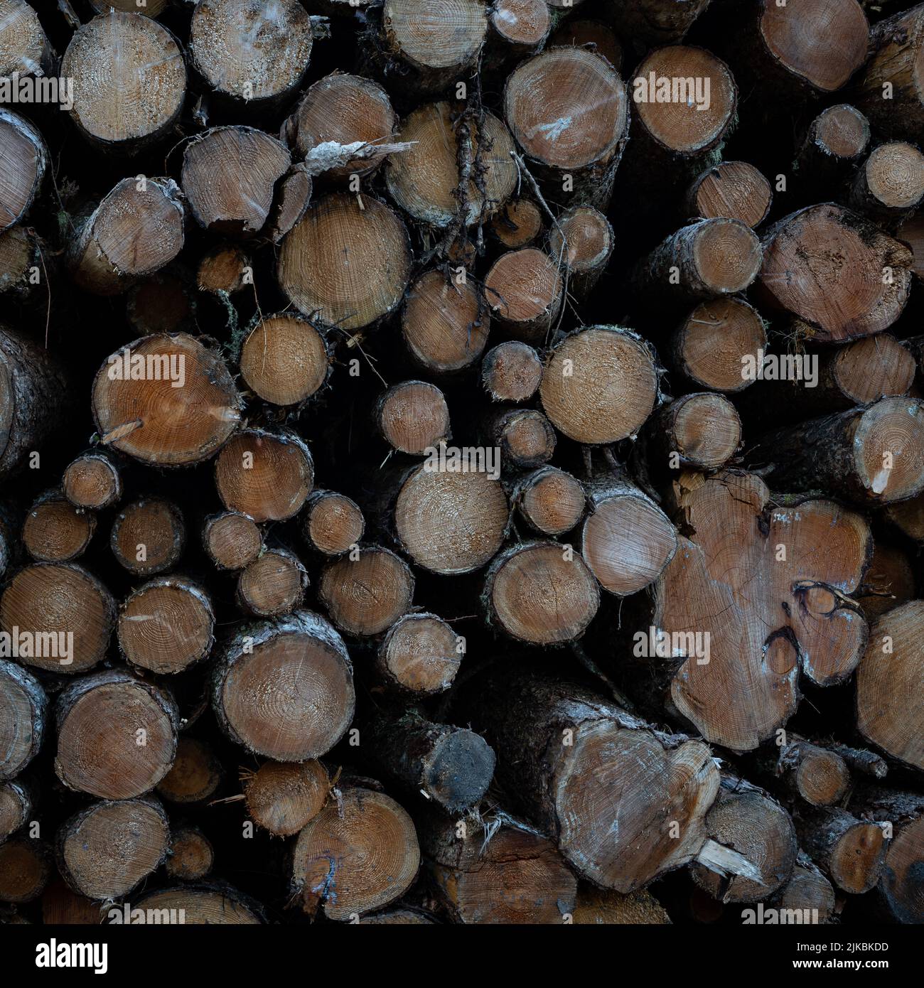 Logging timber hi-res stock photography and images - Alamy
