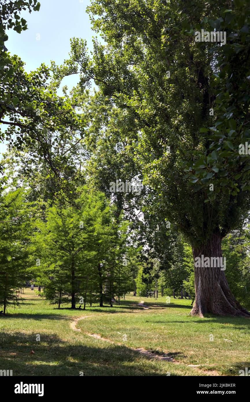 Trail among trees in hi-res stock photography and images - Alamy
