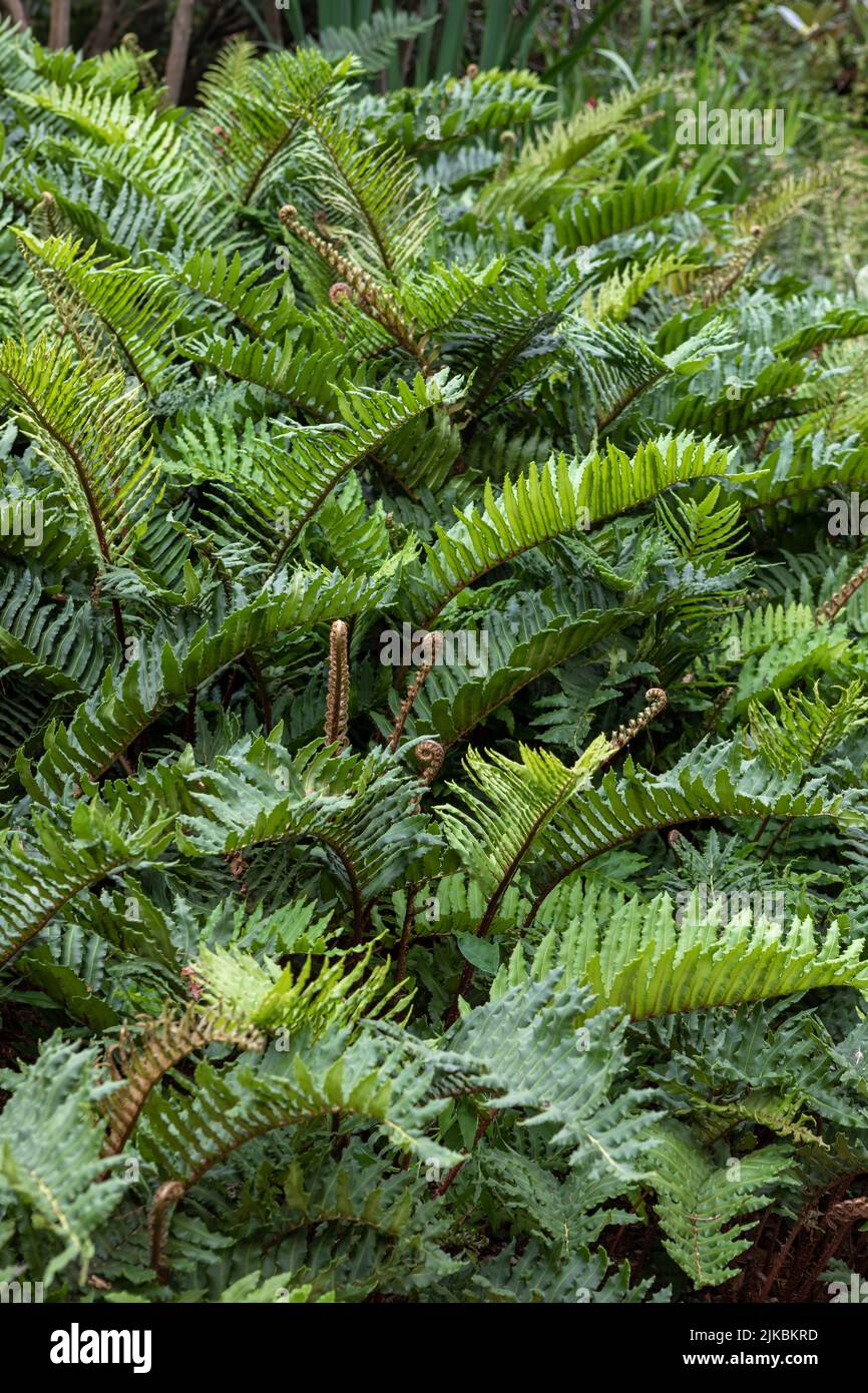 Blechnum chilense (aka Chile blechnum), an evergreen fern Stock Photo ...