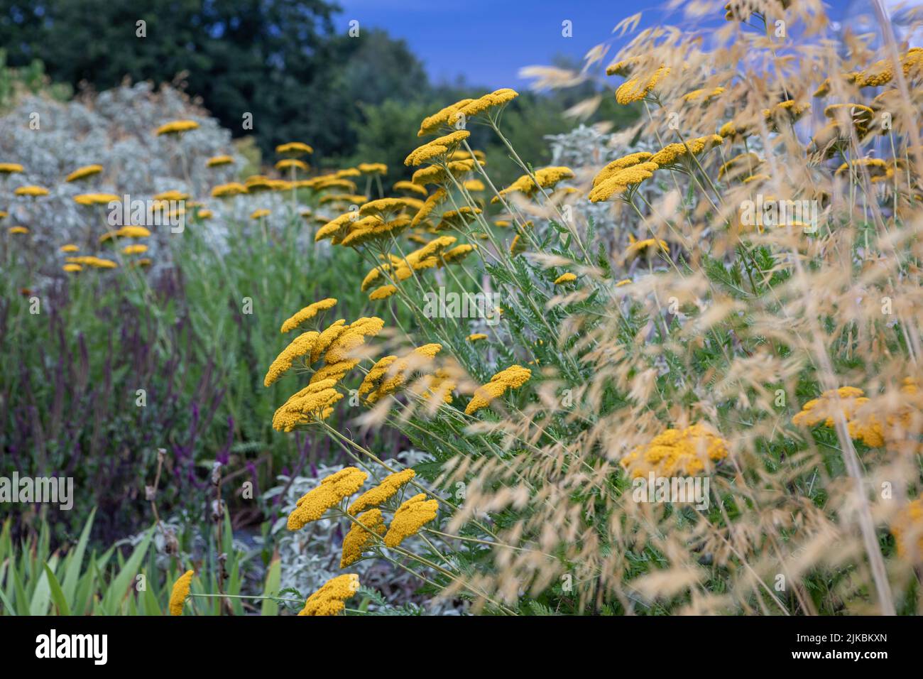 Achillea 'Coronation Gold' (yarrow) with Stipa gigantea, in a ...