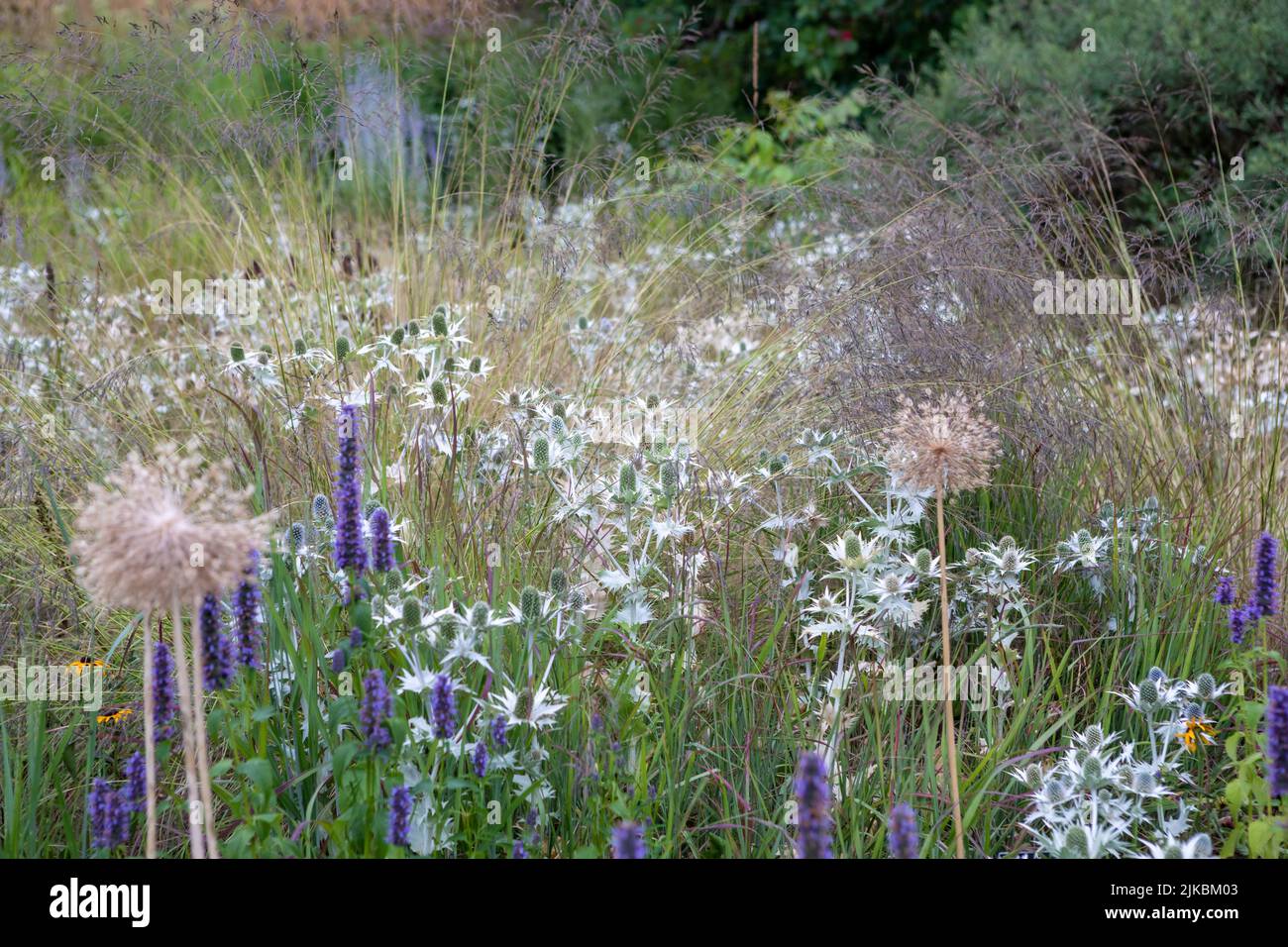Eryngium giganteum 'Silver Ghost' with Agastache, Allium seedheads ...