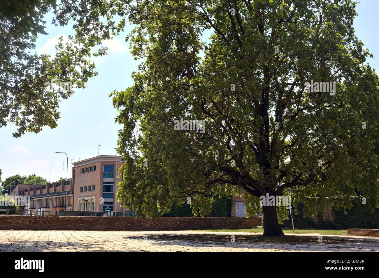 Oak tree growing in a paved square Stock Photo - Alamy