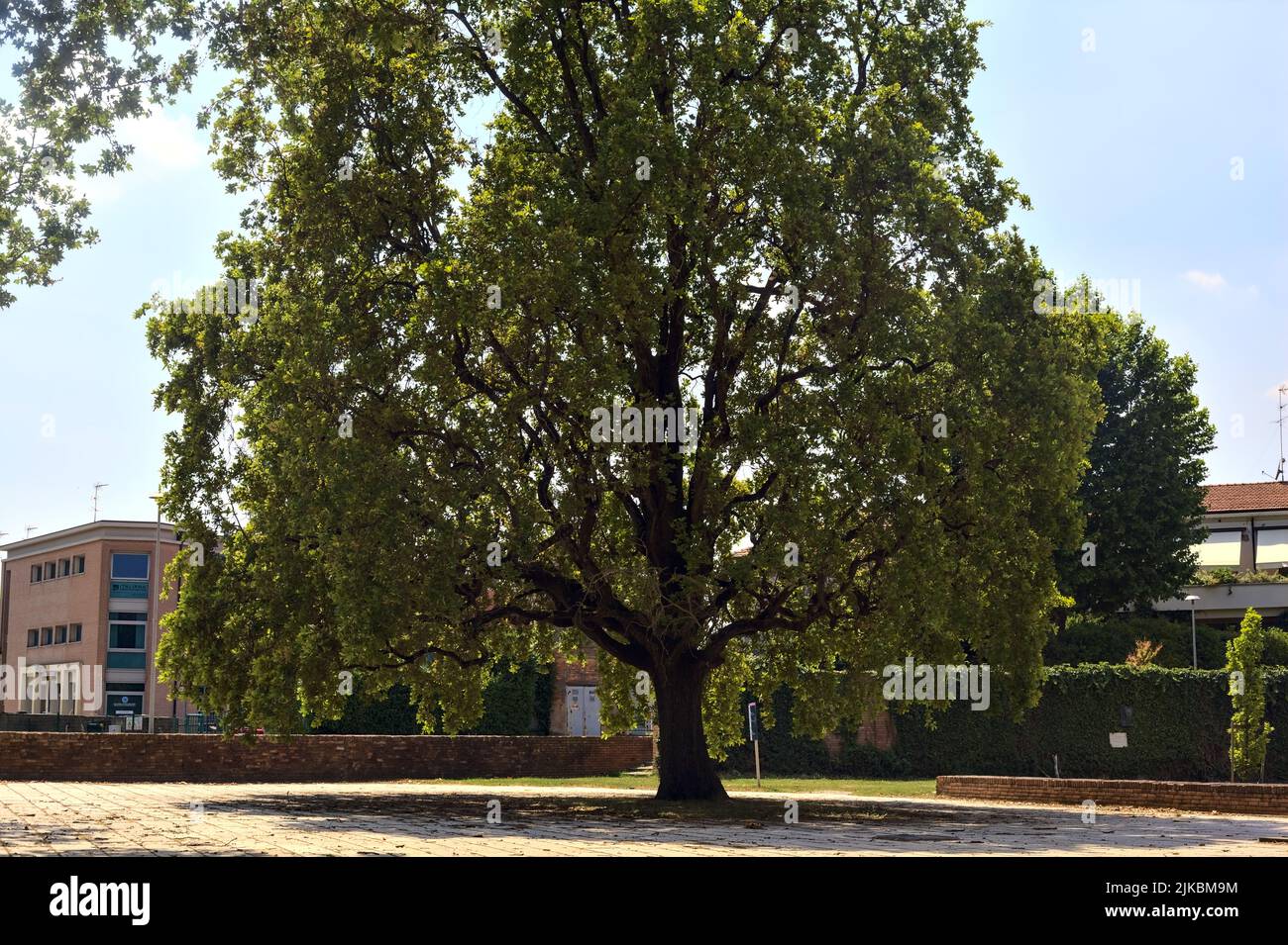 Oak tree growing in a paved square Stock Photo - Alamy