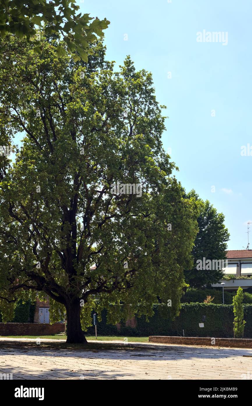 Oak tree growing in a paved square Stock Photo - Alamy