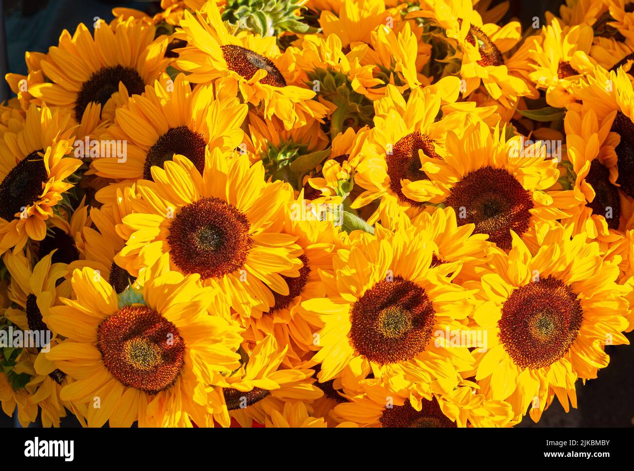 Display of fresh cut sunflowers for sale at a local farmer's market ...