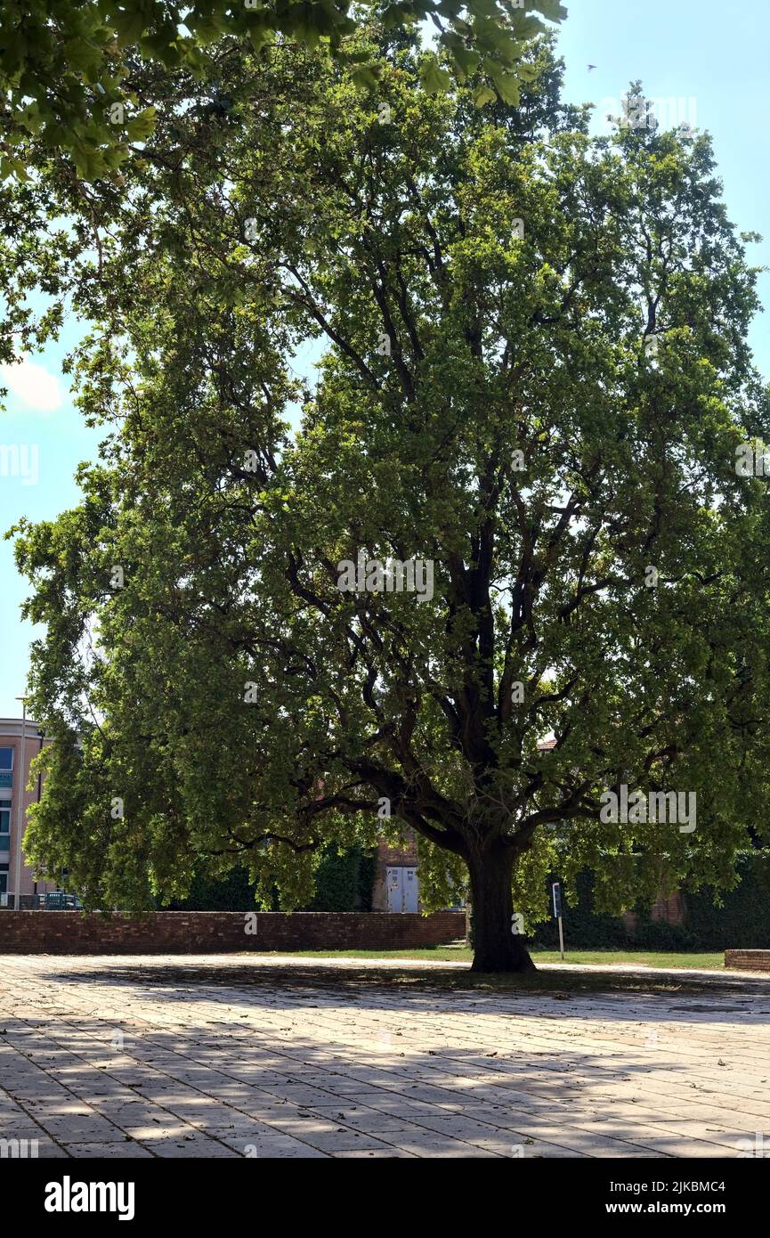 Oak tree growing in a paved square Stock Photo - Alamy
