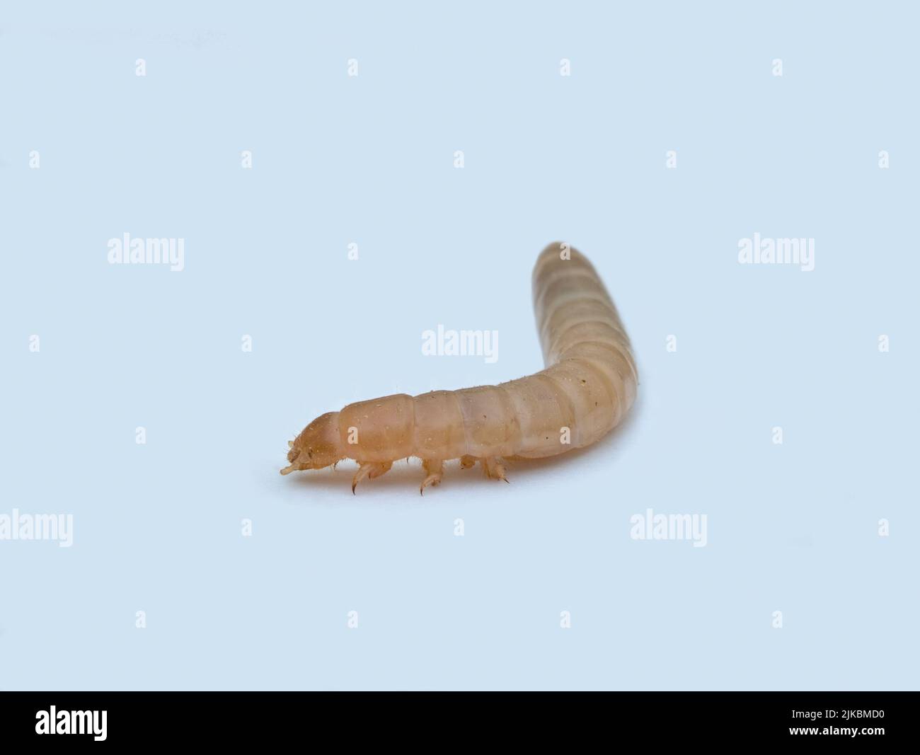 Morio worm hi-res stock photography and images - Alamy