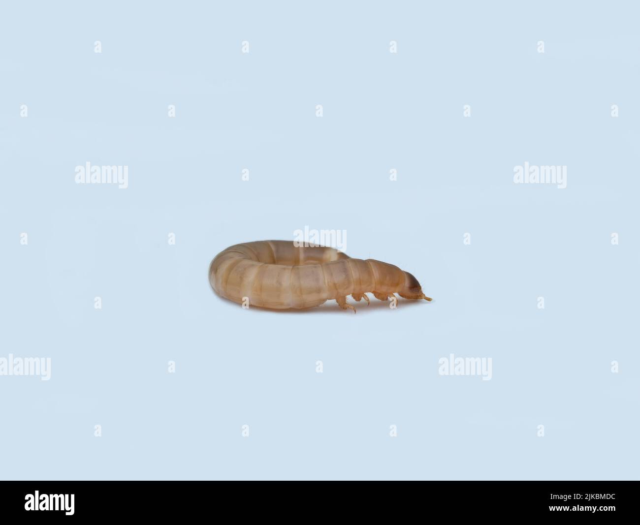 Superworm zophobas morio hi-res stock photography and images - Alamy