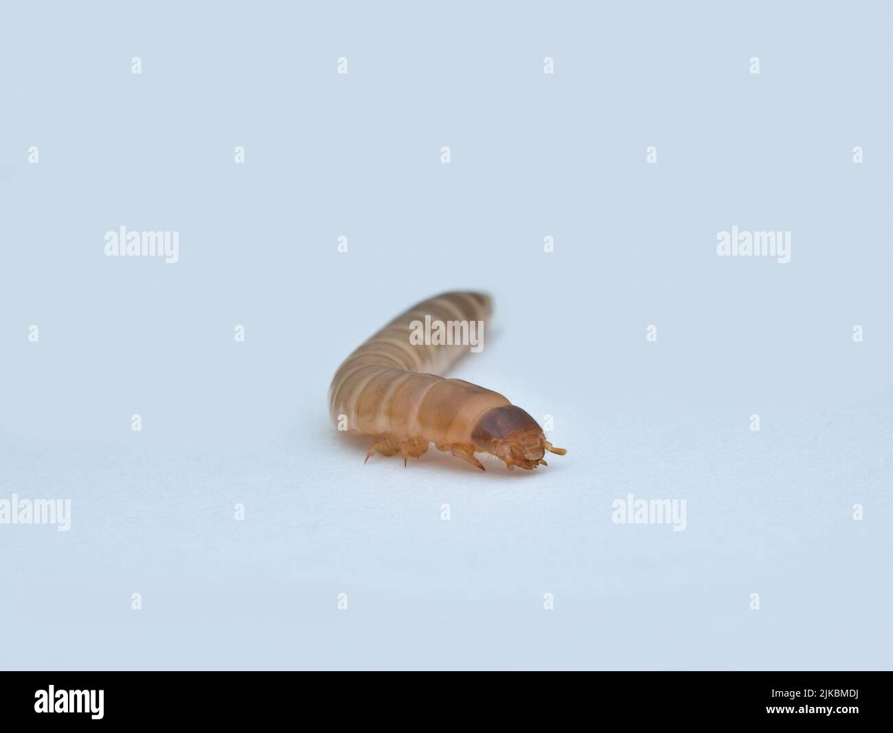 Superworm hi-res stock photography and images - Alamy