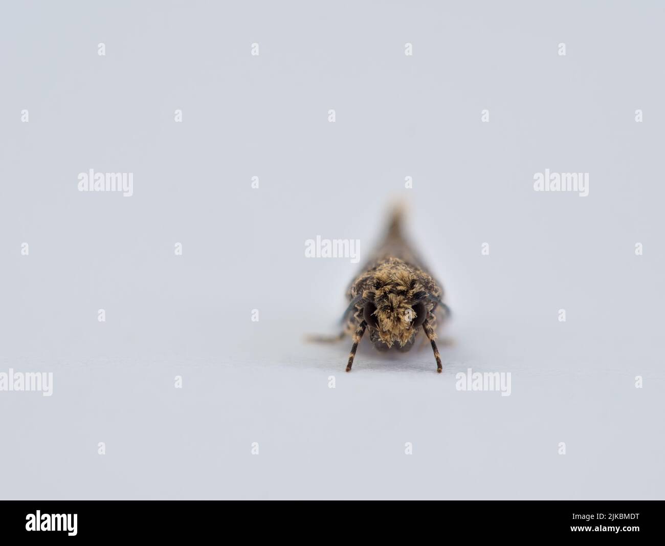 Tineoid moth hi-res stock photography and images - Alamy