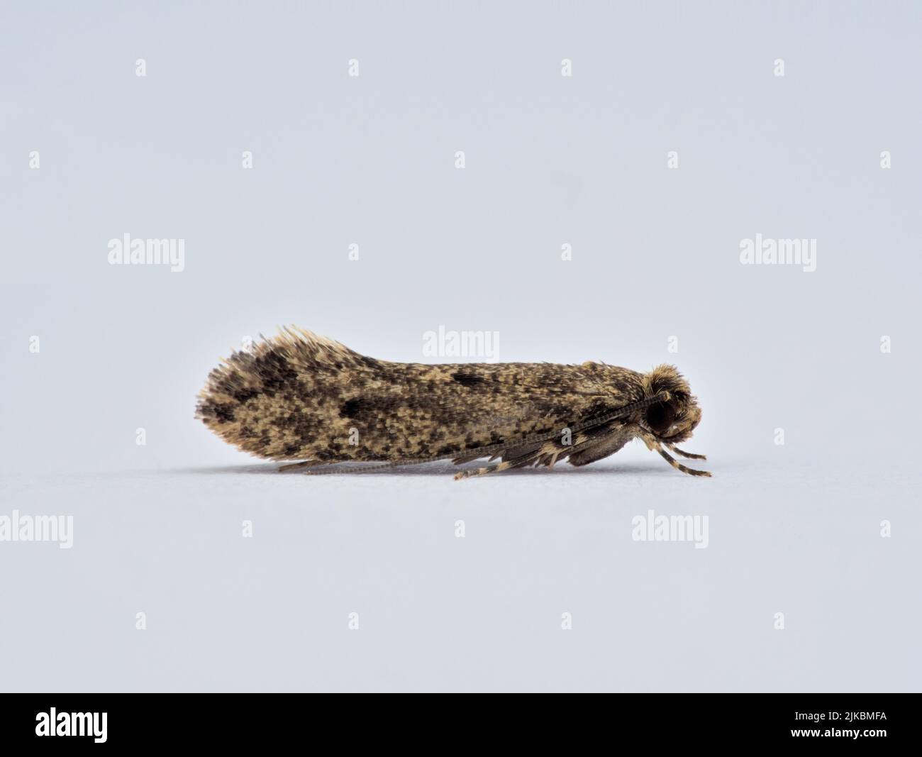 Tineoid moth hi-res stock photography and images - Alamy