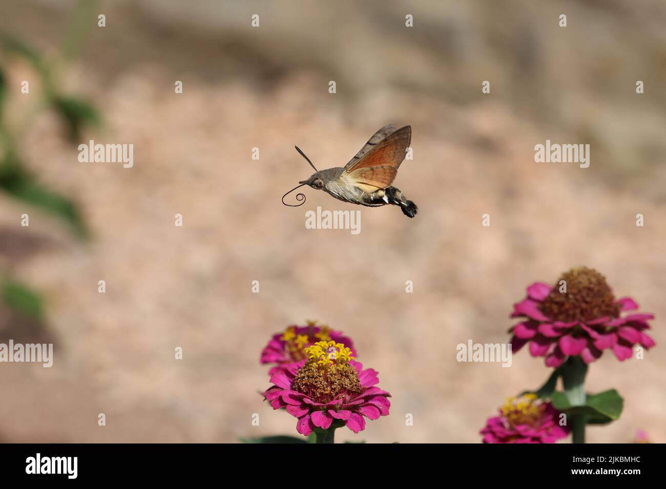 Hawk-winged hummingbird butterfly flies to a beautiful zinnia flower ...
