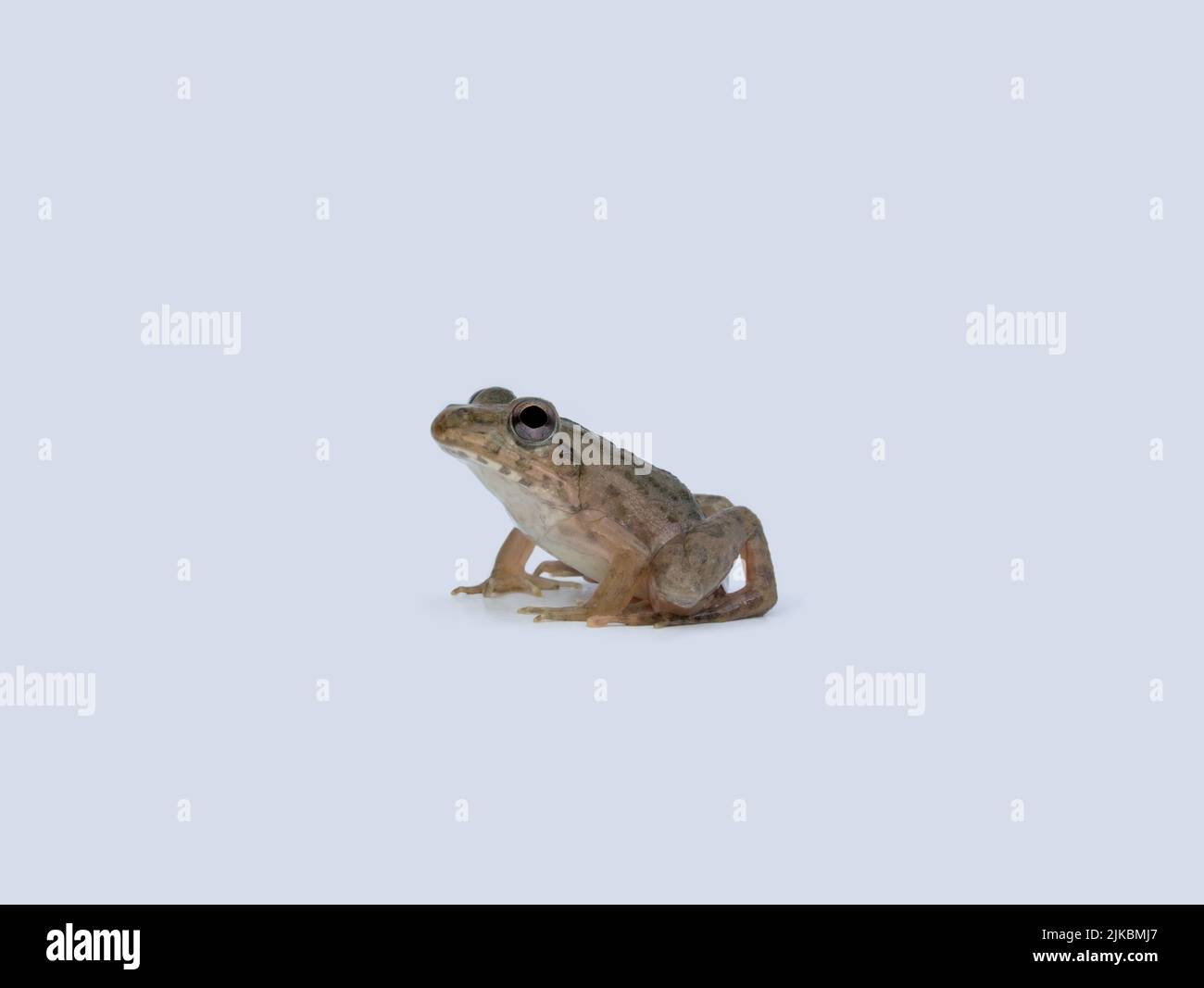 Arowana feed hi-res stock photography and images - Alamy