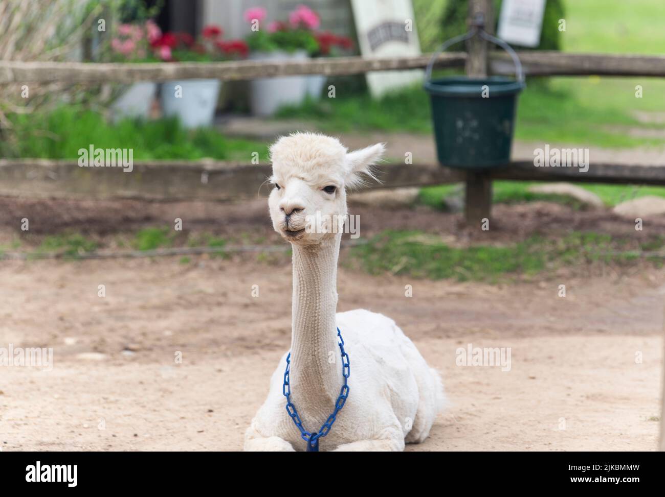 A smiling white alpaca on a farm with a blurred background on Martha's ...