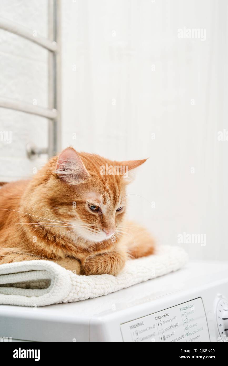 Ginger and white cat washing its face hi-res stock photography and ...