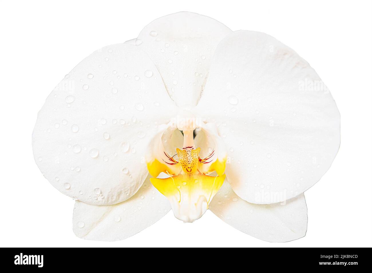 Beautiful white orchid flower isolated on white background Stock Photo ...