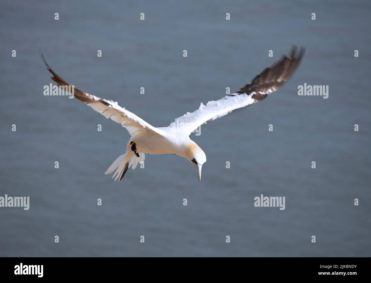 A Gannet returns to its nest ledge with a crop full of fish to feed its ...