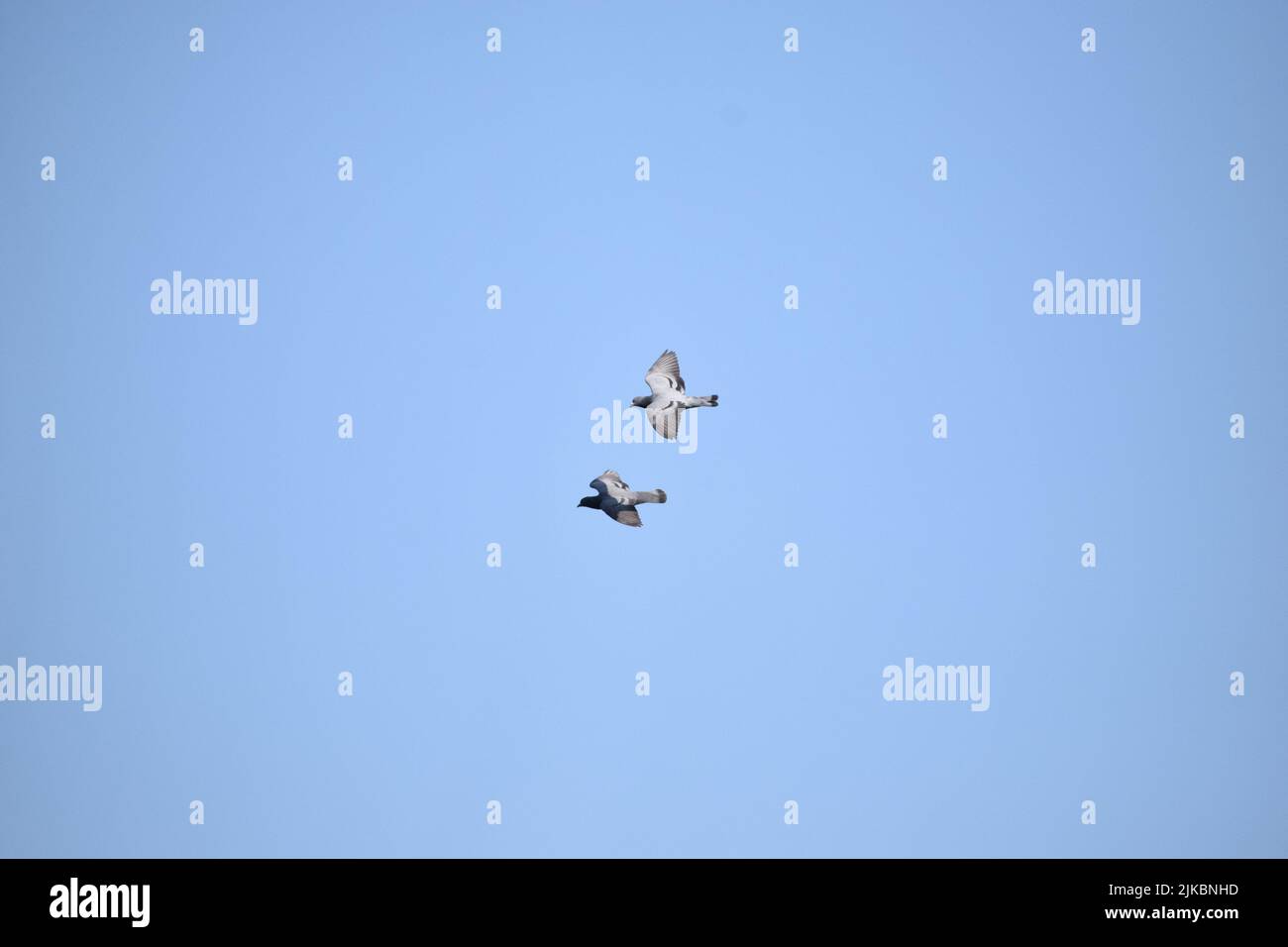 Pigeons flying together hi-res stock photography and images - Alamy