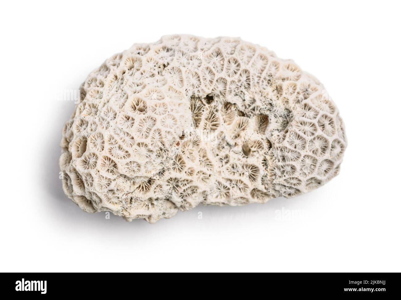 White coral isolated on white background Stock Photo - Alamy