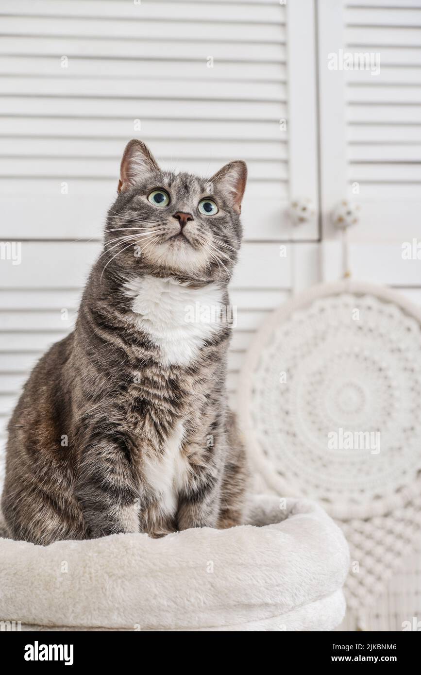 Gray tabby cat sitting at the top of cat tree scratching post or ...