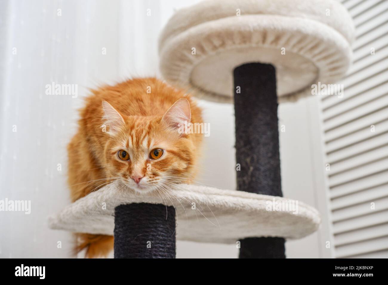 Ginger cat on the cat tree scratching post or activity centre for cat ...