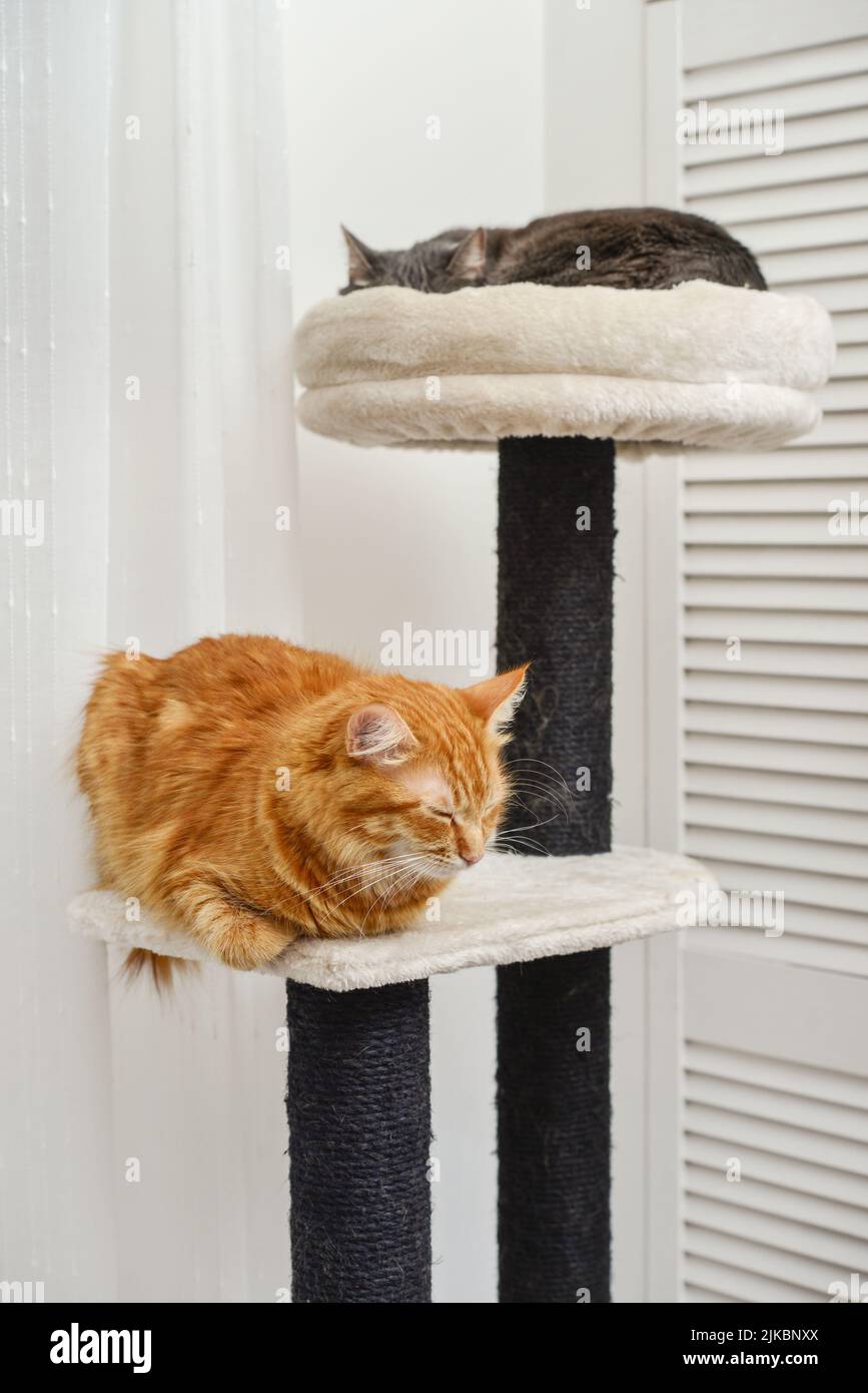 Gray and red cat on the cat tree scratching post or activity centre for ...