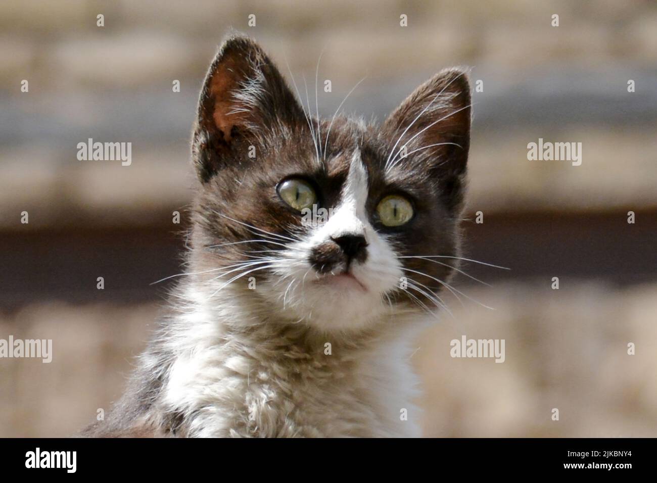 Impressive cat hi-res stock photography and images - Alamy