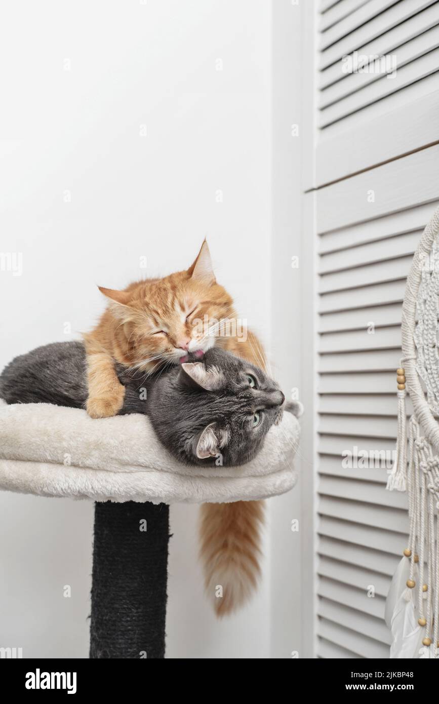Gray and red cat on the cat tree scratching post or activity centre for ...