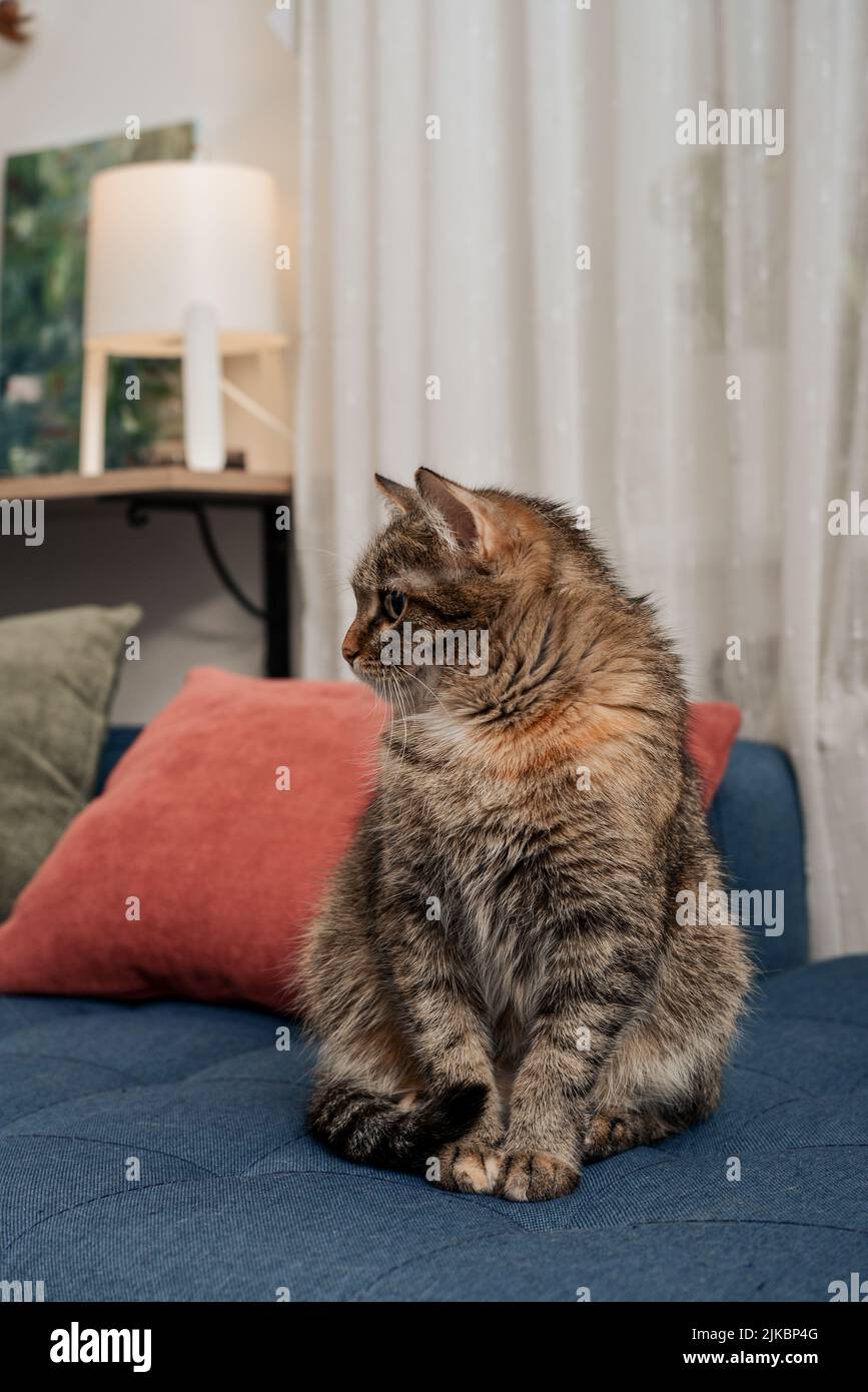 The cute cat is sitting on the sofa in living room closeup Stock Photo ...