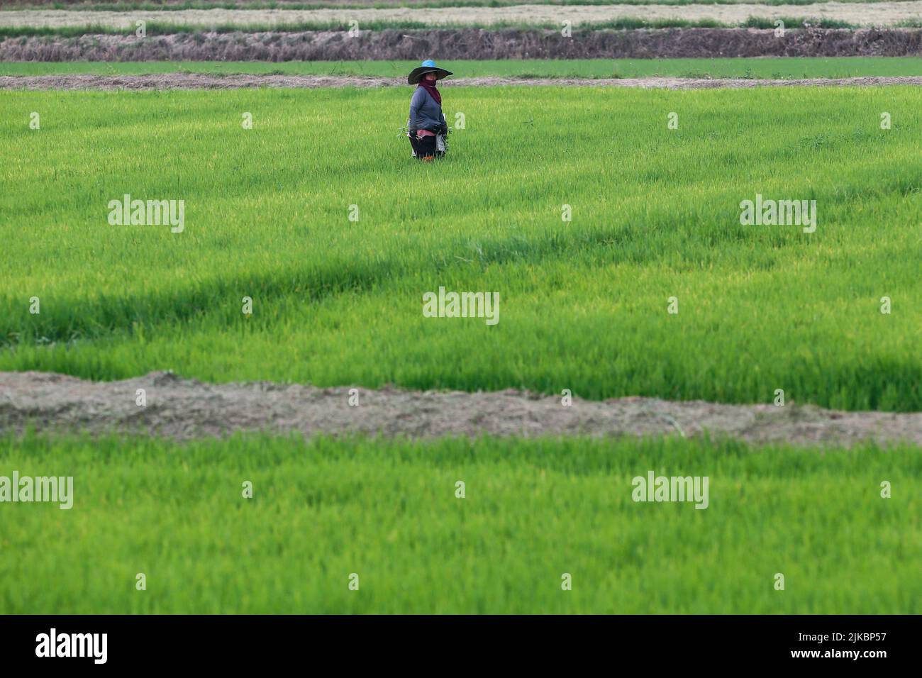 A farmer work on her rice filed in Nakhon Sawan province, north of ...