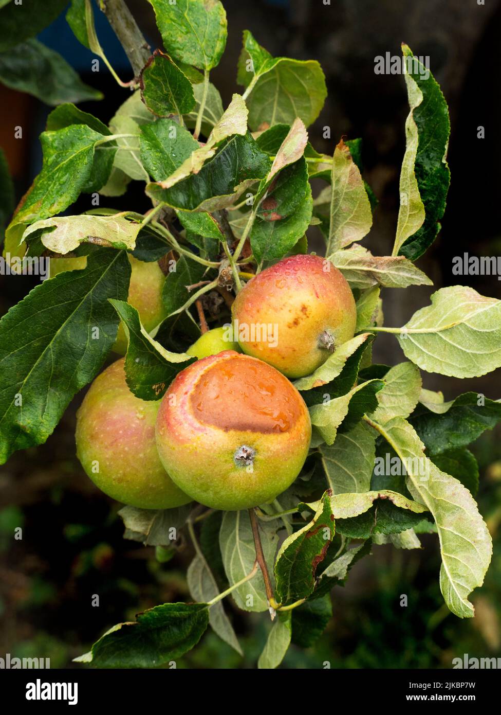 Apple tree damage hi-res stock photography and images - Alamy
