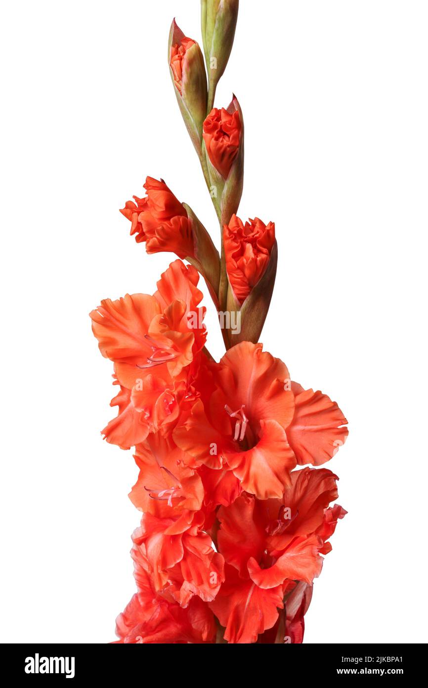 Orange gladiolus isolated on white hi-res stock photography and images ...