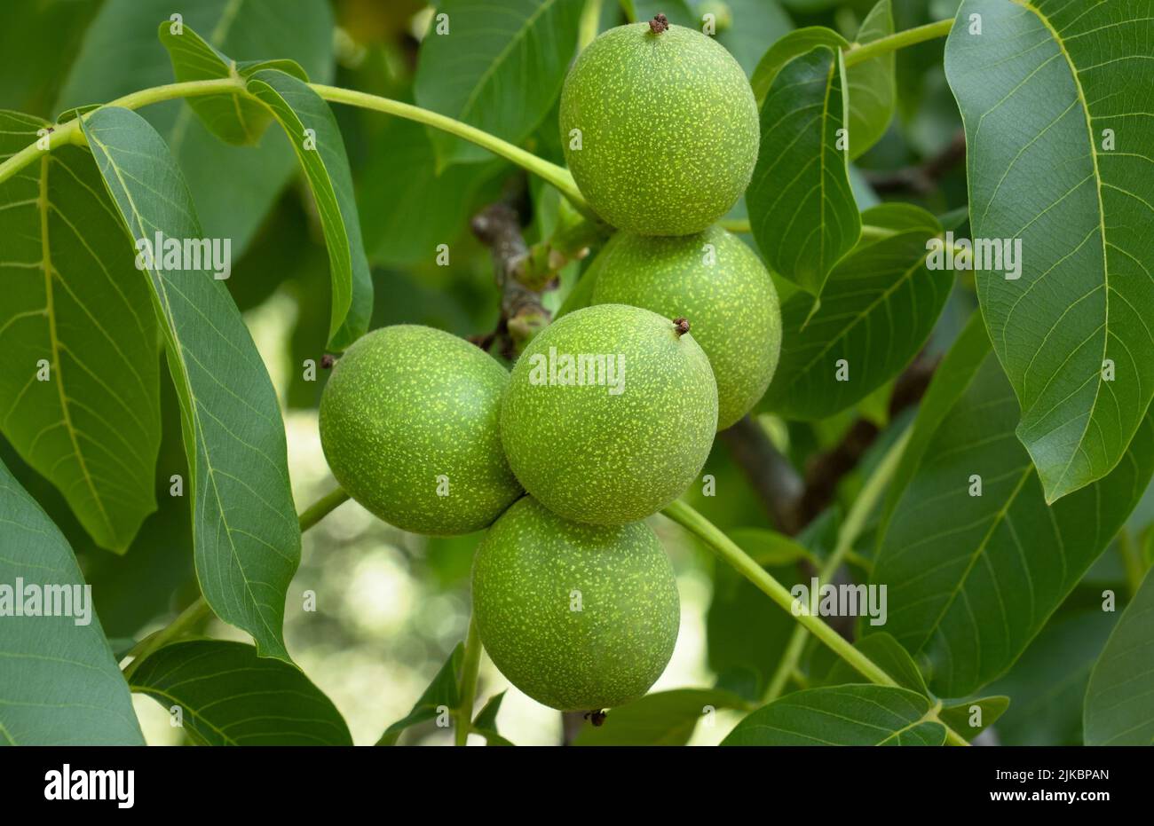 Walnut tree hi-res stock photography and images - Alamy