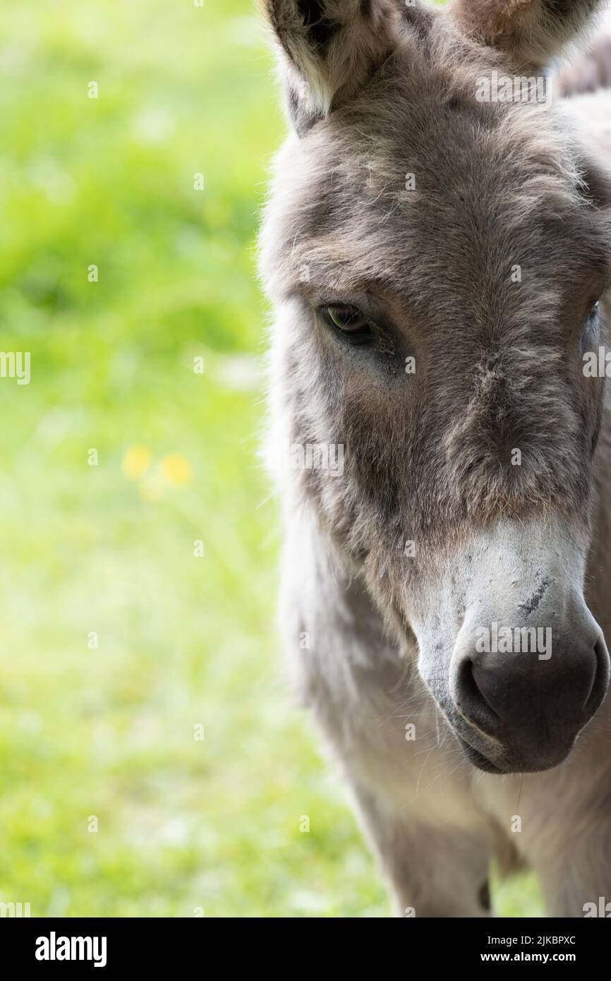 Close up of a donkeys head at the Scottish Borders Donkey Sanctuary ...