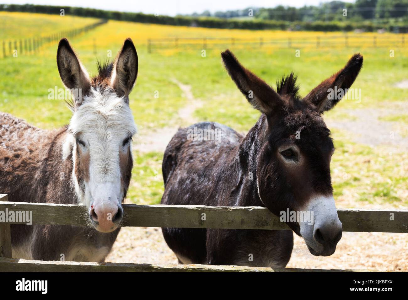 Scottish borders donkey hi-res stock photography and images - Alamy