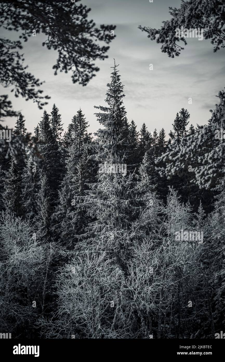 A beautiful landscape of fir trees in snow in Sweden Stock Photo - Alamy